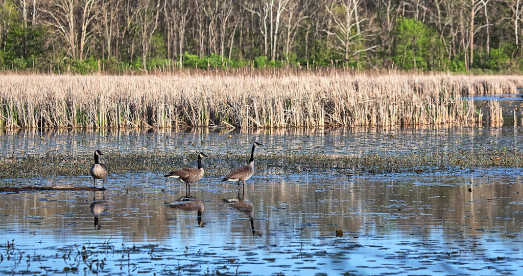 Official Website for Clinton County Ohio - Spring Valley Wildlife Area